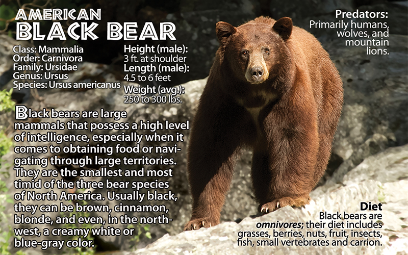 Black Bear Educational Wildlife Flipbook – Flipworkz Flipshop