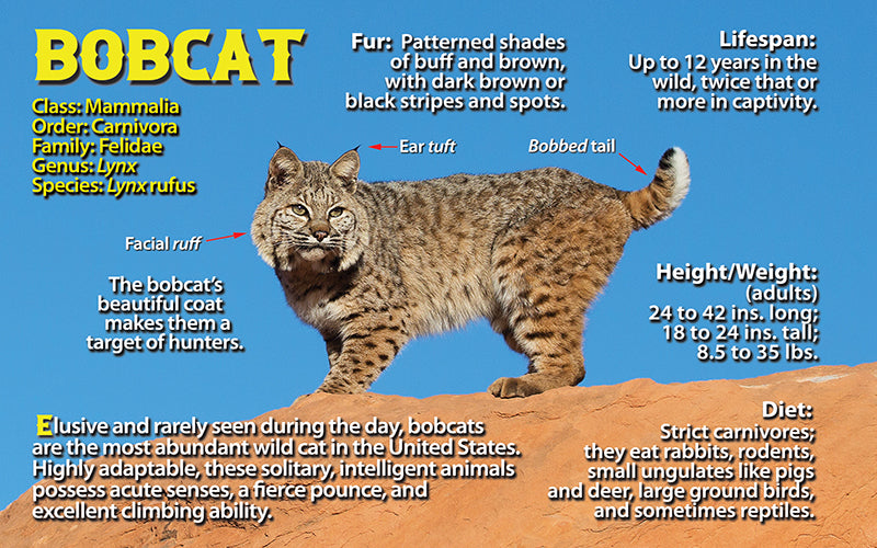 Bobcat Educational Wildlife Flipbook – Flipworkz Flipshop