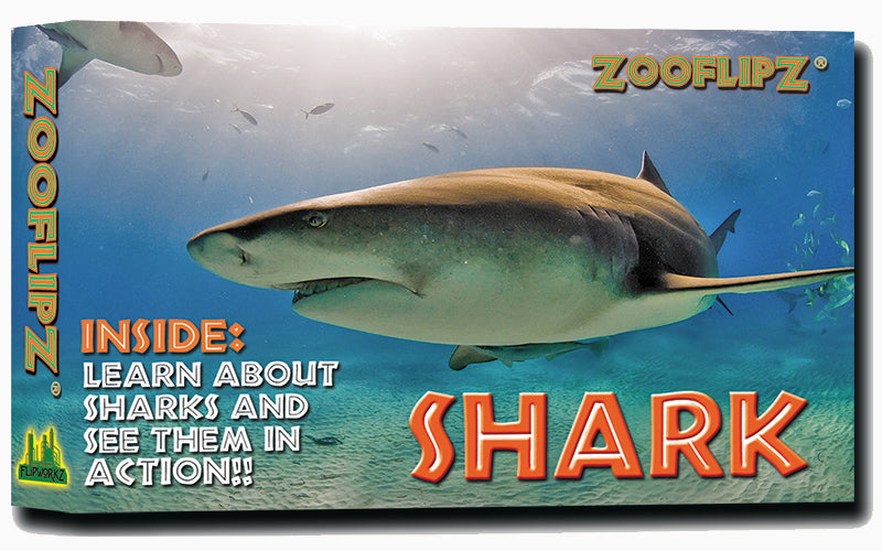 Shark Educational Wildlife Flipbook – Flipworkz Flipshop