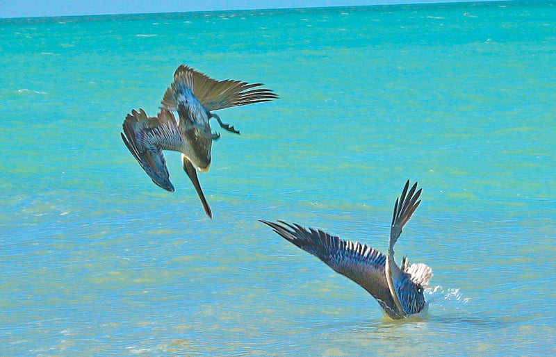 Pelican Educational Wildlife Flipbook – Flipworkz Flipshop