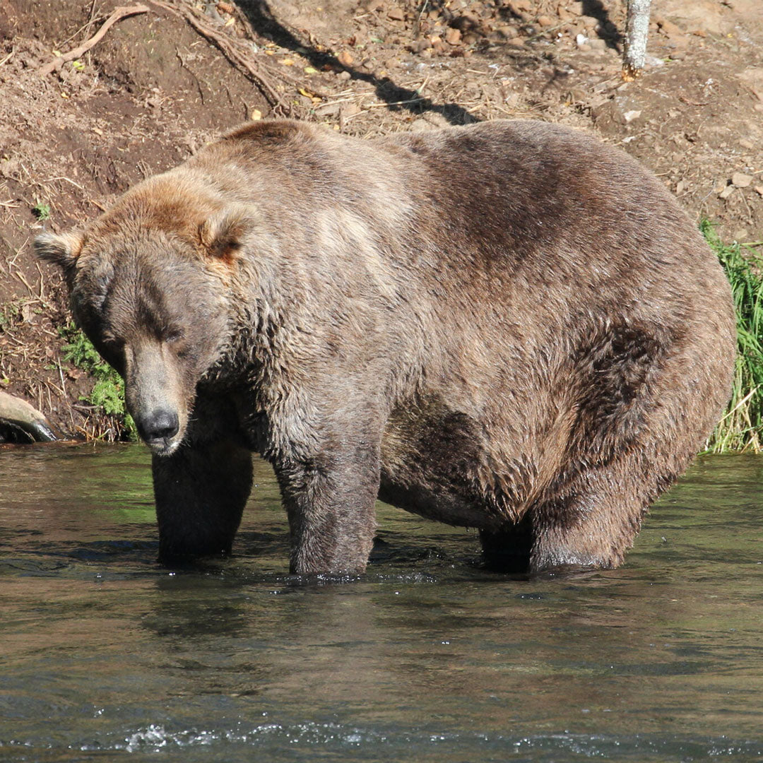 Fat Bear Week – Flipworkz Flipshop