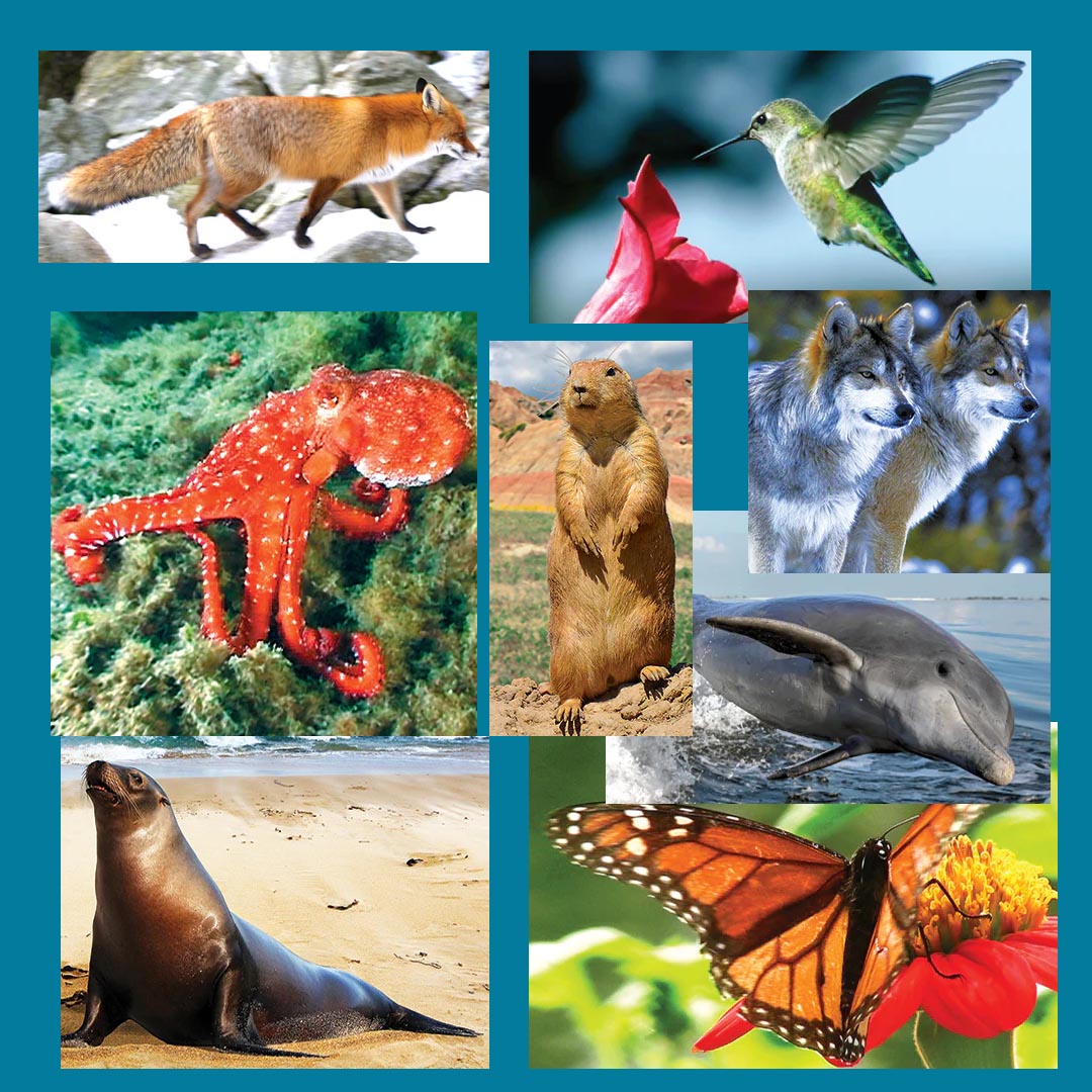 Biological Diversity Animals Frontiers | Exploring 'endangered Living