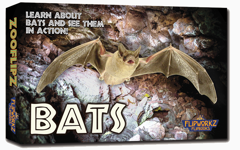 Bat Educational Wildlife Flipbook – Flipworkz Flipshop