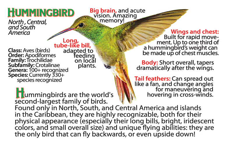 Hummingbird Educational Wildlife Flipbook – Flipworkz Flipshop