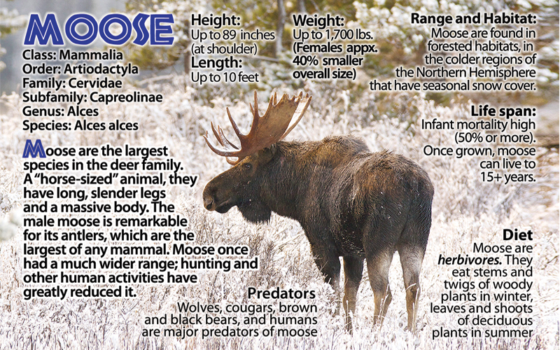 Moose Educational Wildlife Flipbook – Flipworkz Flipshop