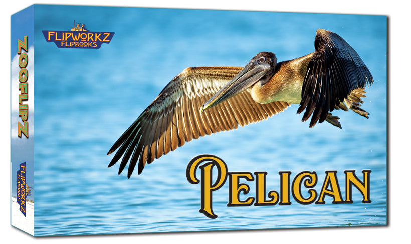 Pelican Educational Wildlife Flipbook – Flipworkz Flipshop